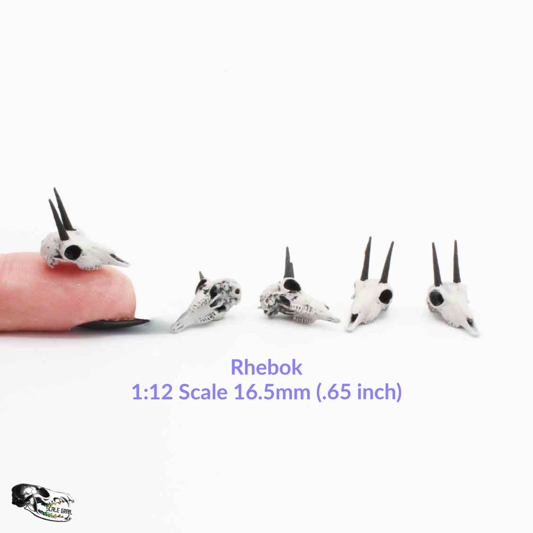 Rhebok Skull - 1:12 Scale Antelope Skull Replica for Dollhouse, Diorama ...