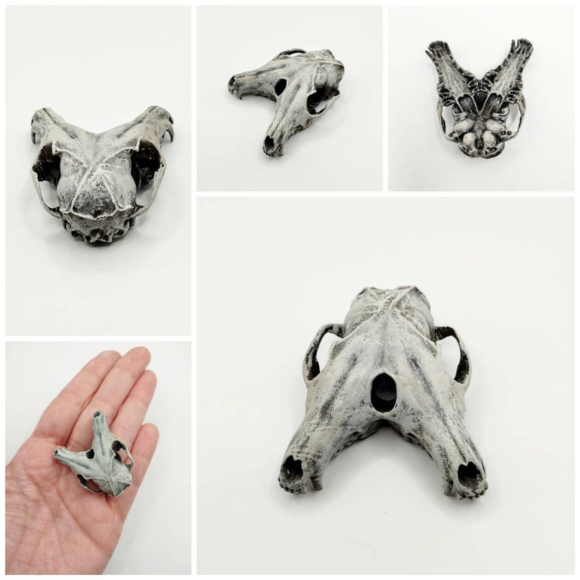 Fox Skull Triclops Conjoined Cranium 1:6 Scale Miniature | Etsy