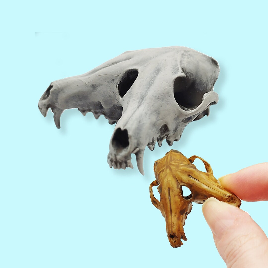 Fox Skull Triclops Conjoined Cranium - 1:6 Scale Miniature Skull ...