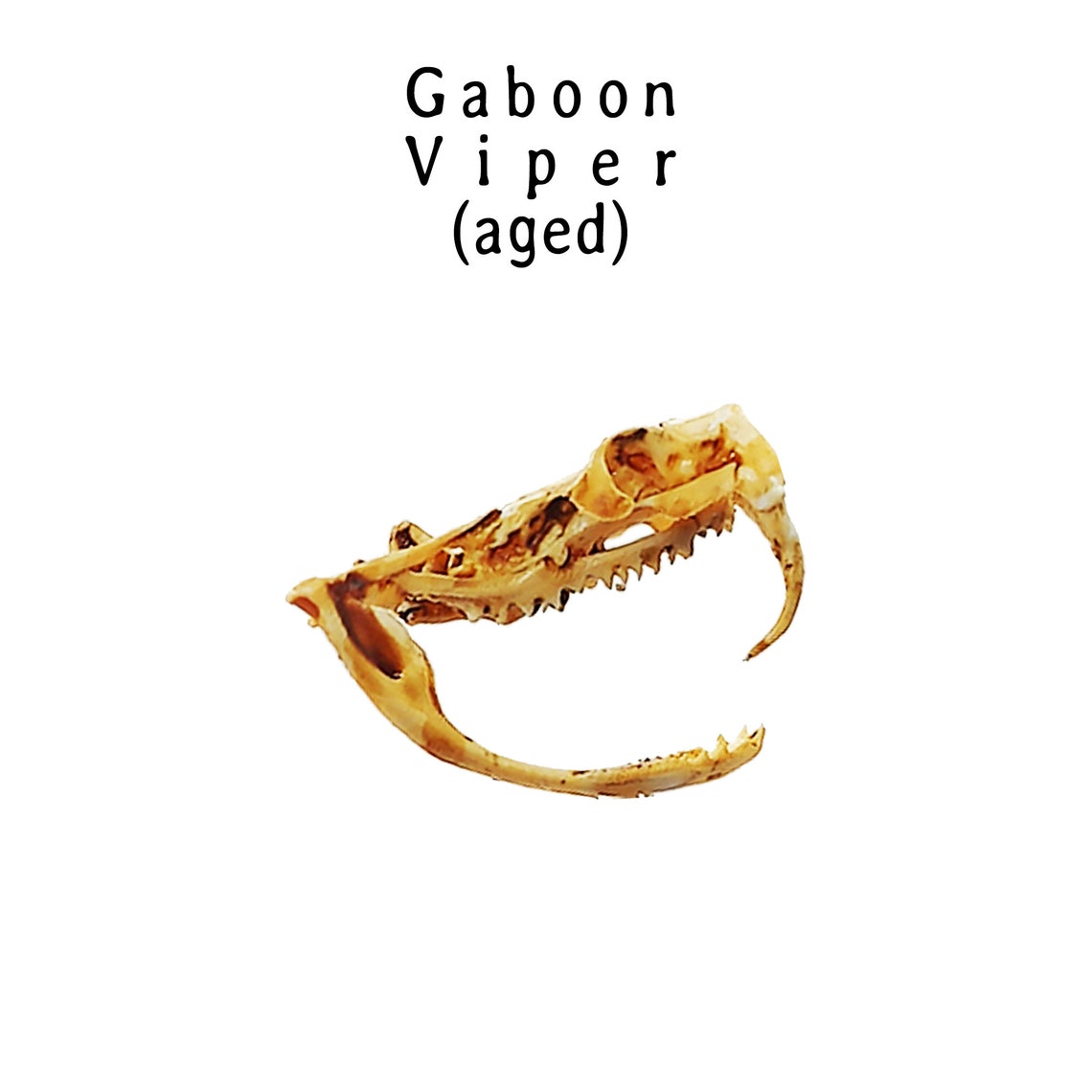 Gaboon Viper Snake Skull Replica - 1:3 Scale Miniature Reptile Skull ...
