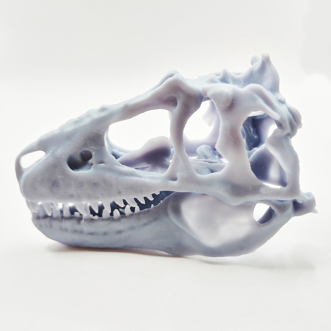 T-rex young Cranium Dinosaur Skull Replica 1:24 Scale for | Etsy