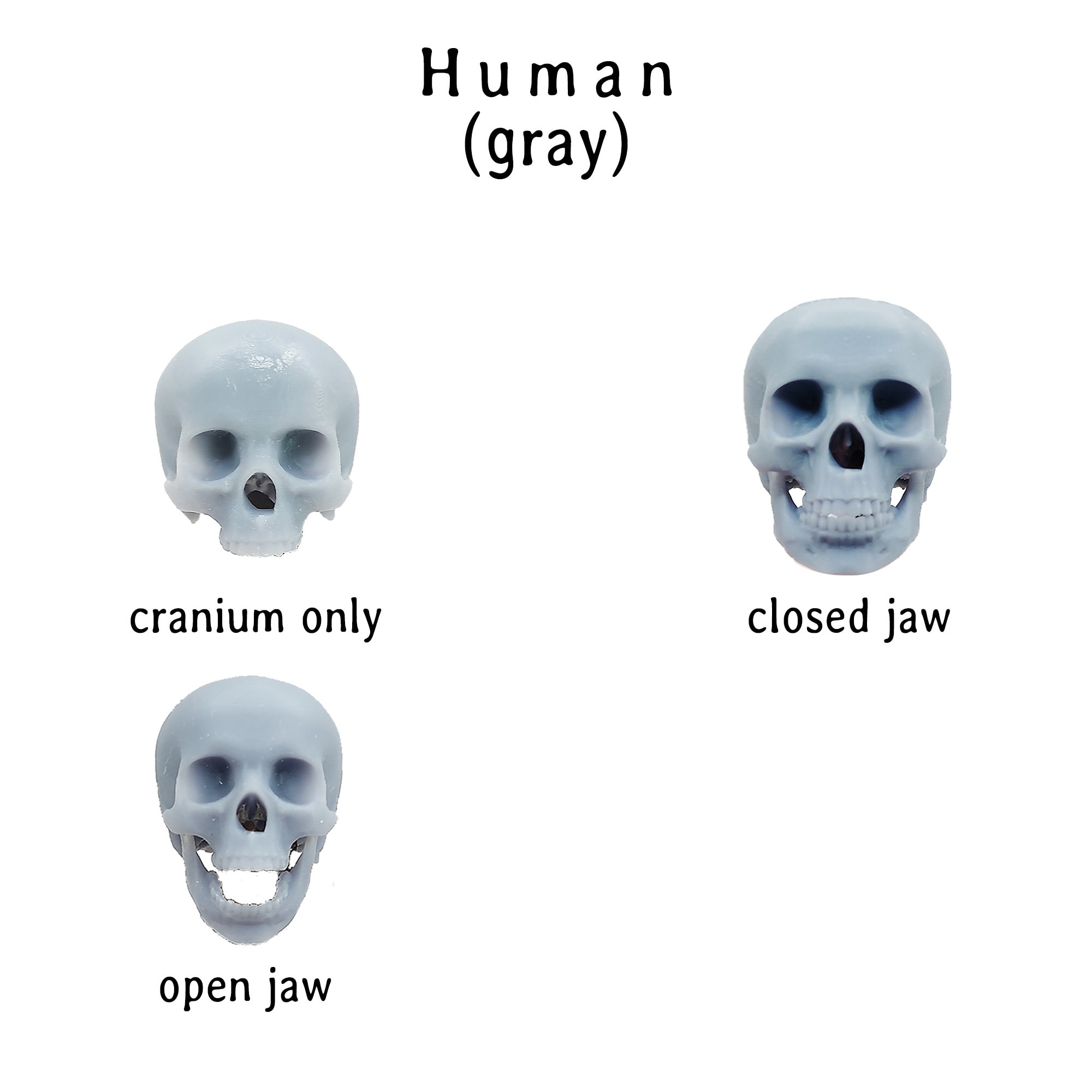 Human Skull Replica, 1:18 Scale Miniature Set of 5 Great for 3.75 ...