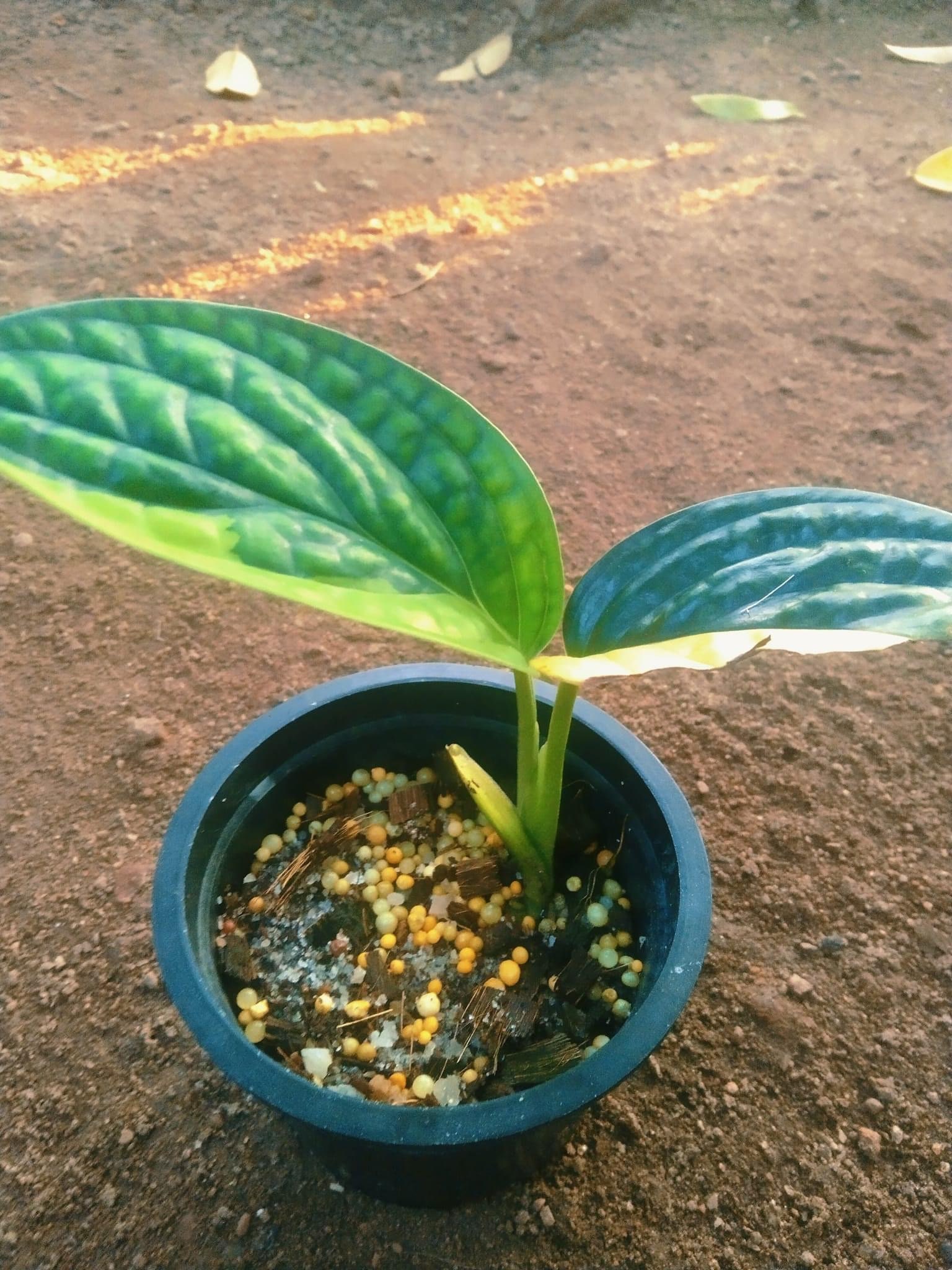 Peru Variegated Monstera Climbing Well Rooted Node Cutting, Aurea ...