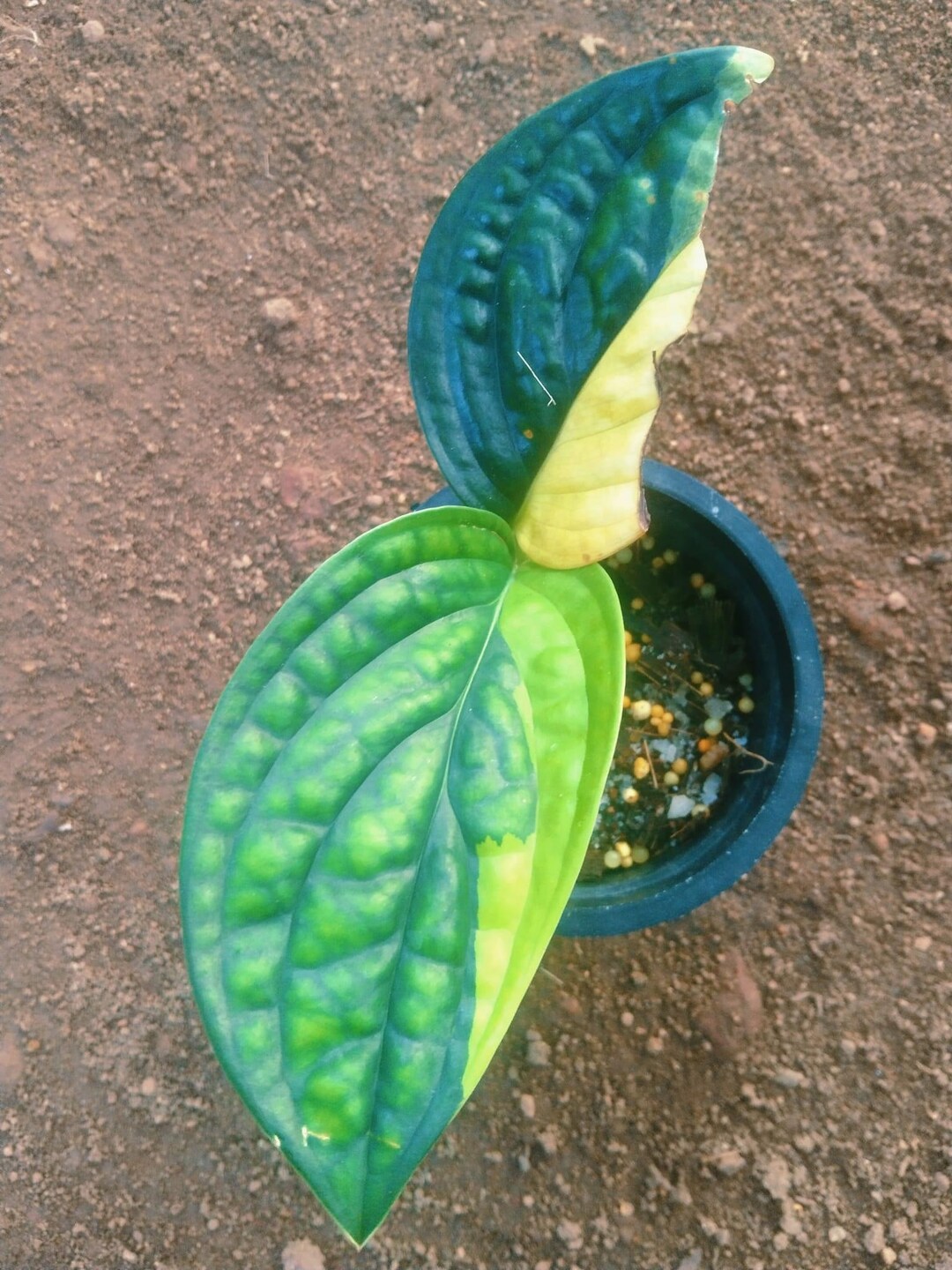 Peru Variegated Monstera Climbing Well Rooted Node Cutting, Aurea ...