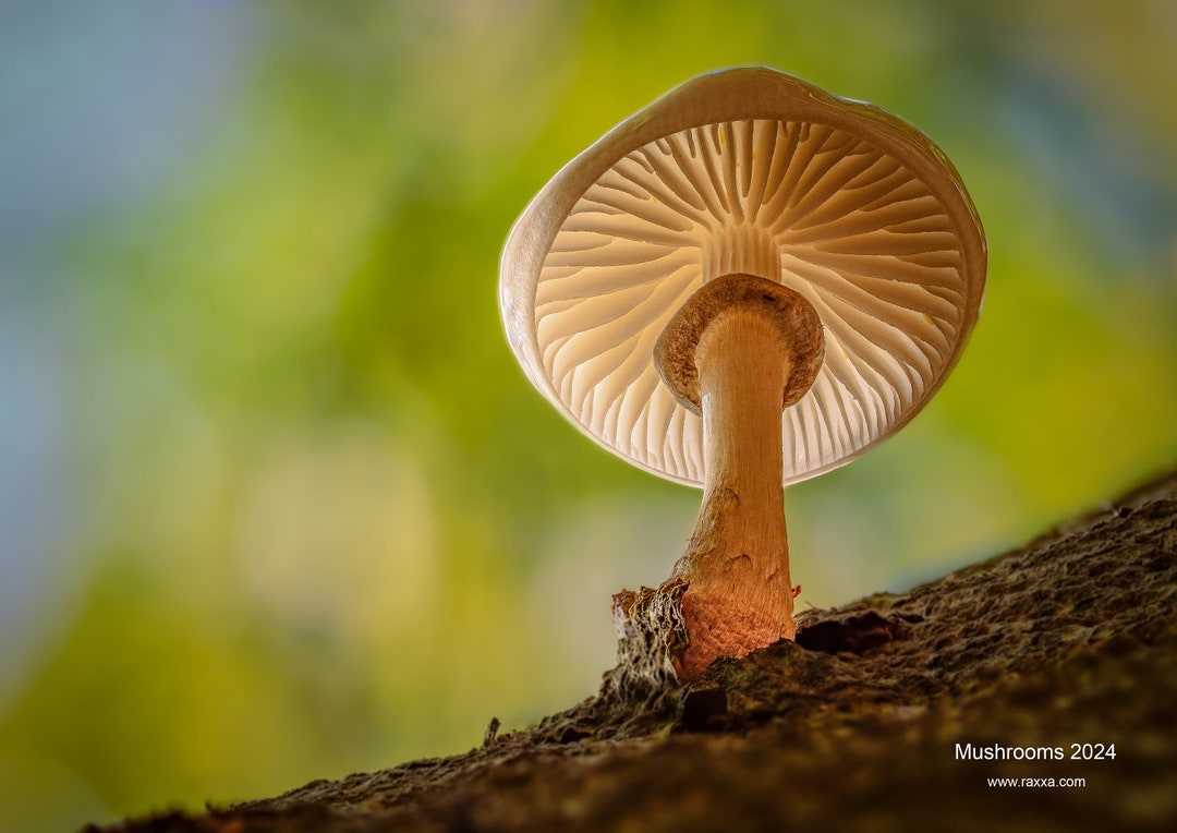 Raxxa Premium Calendrier Mensuel Champignons 2024 - Etsy France