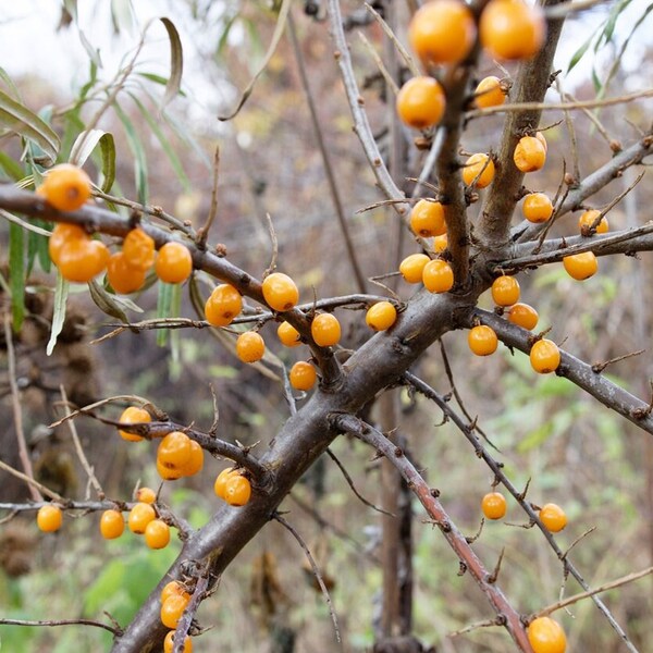 Dwarf Persimmon Tree - Etsy