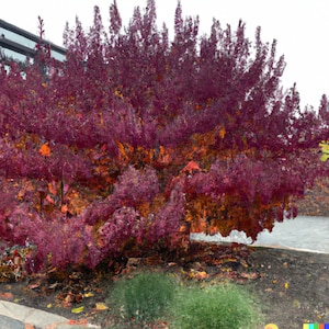 40 Giant Redbud Tree Seeds Giant, Showy Flowering Shrub cercis Gigantea ...