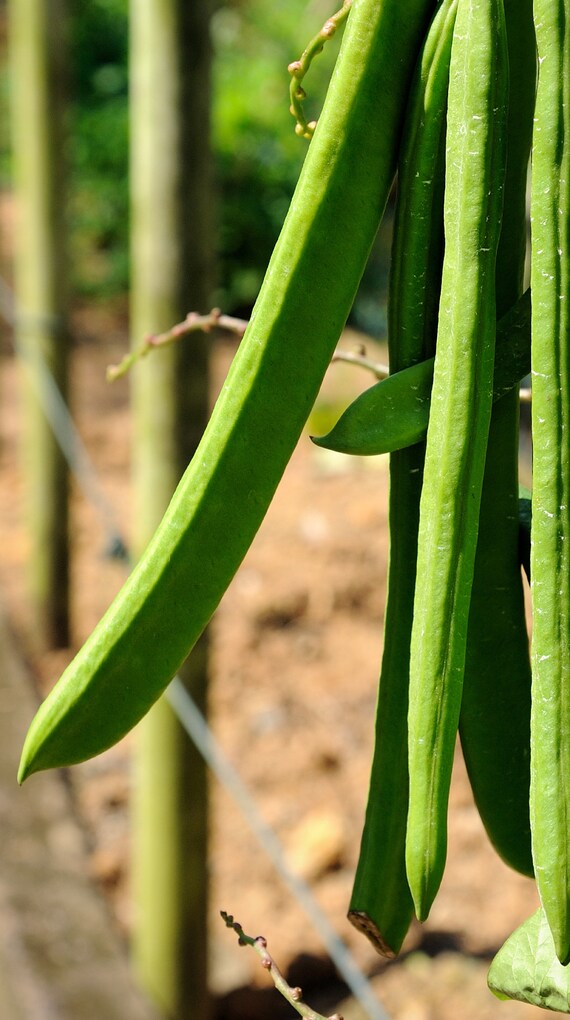 Canavalia Ensiformis Seeds