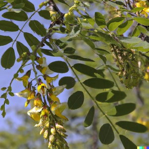 10 Honeylocust Tree Seeds gleditsia Caspian Fast Growing, Rock Garden ...
