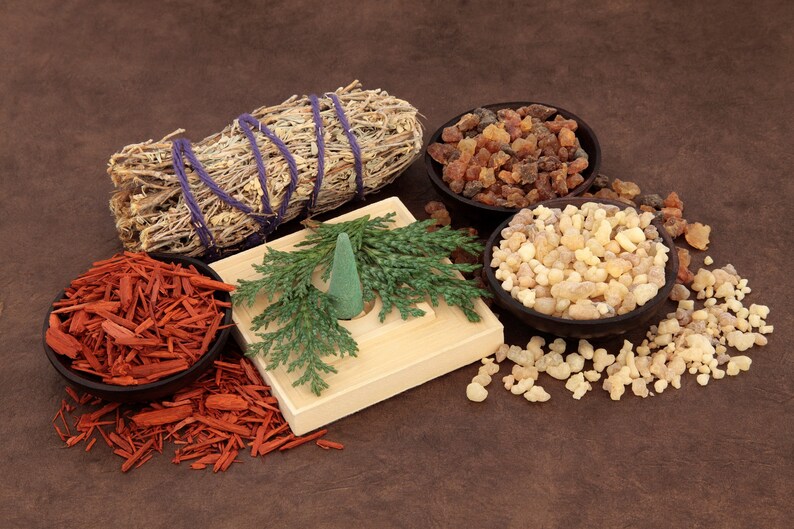 50 Cali Incense Cedar Tree Seeds libocedrus Decurrens - Etsy