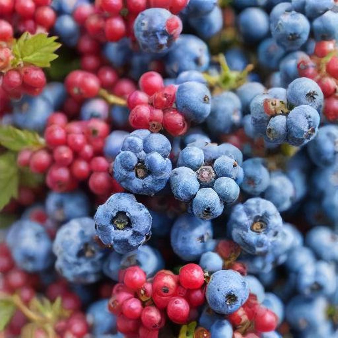 40 Tea Berry Shrub Seeds viburnum Cassinoides Witherod Tea Leaf, Edible ...