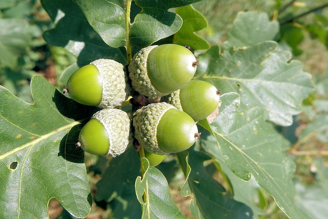 10 Oregon White Oak Tree Seeds quercus Garryana Acorns, Free Shipping ...