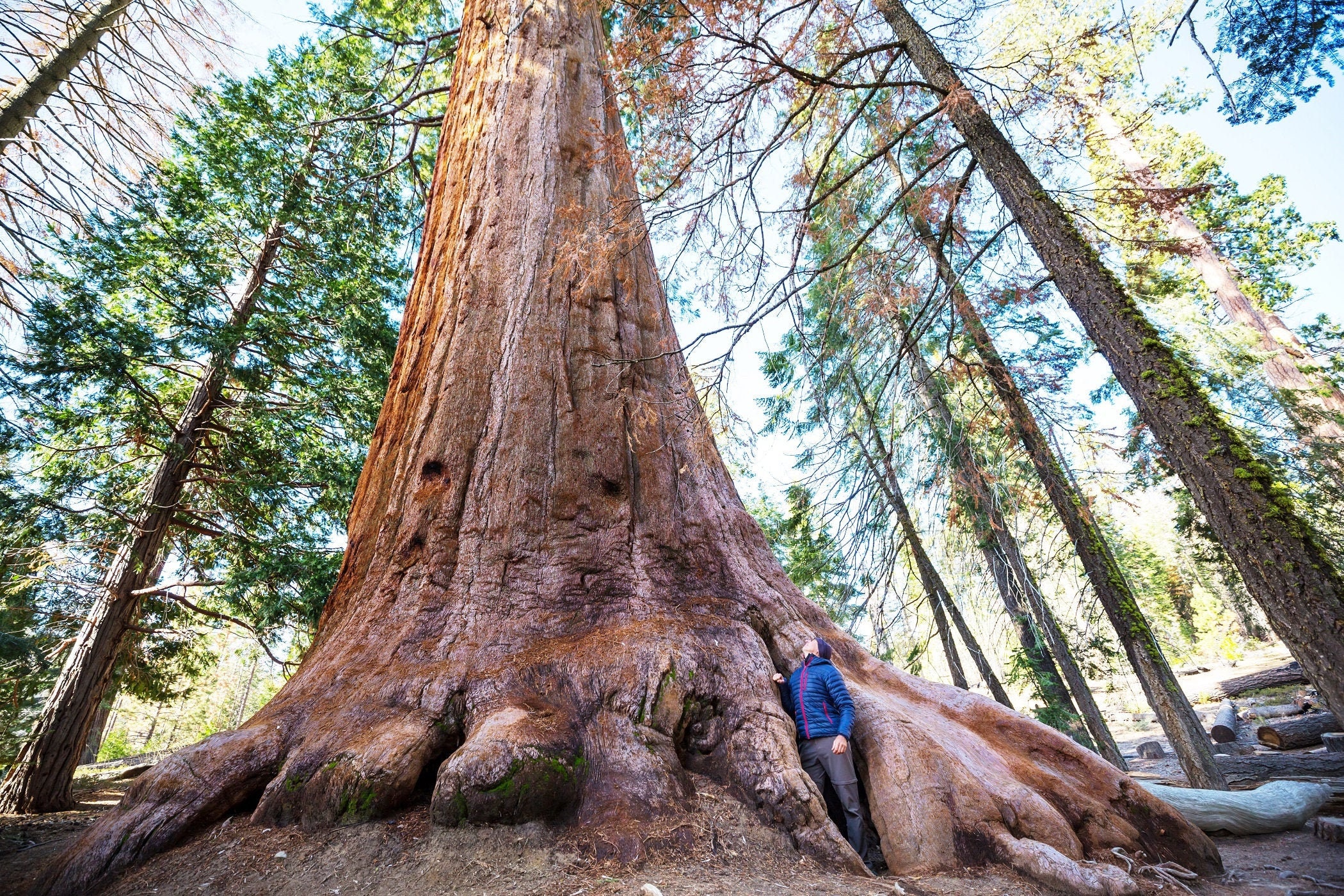 Sequoias Redwood Tree Sequoia Tree Giant Tree - vrogue.co Sequoias Redwood Tree Sequoia Tree Giant Tree - vrogue.co