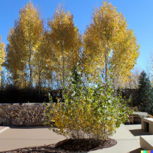1000 Quaking Aspen Seeds populus Tremuloides - Etsy