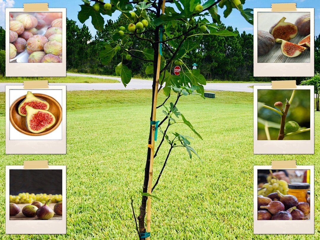 40 Fig Tree Seeds ficus Carica Sweet Fruit Shrub - Etsy Canada
