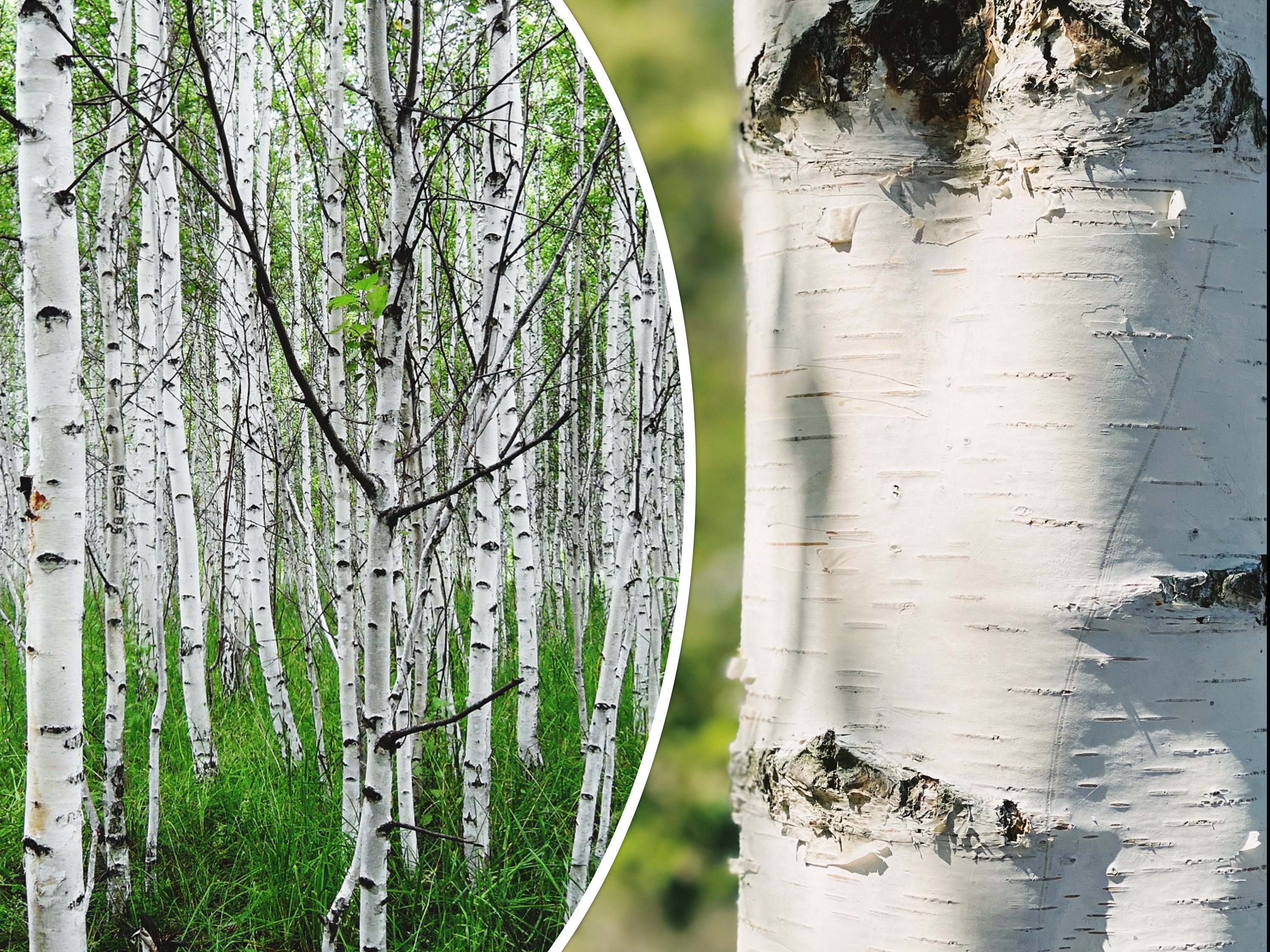 Paper Birch Forest