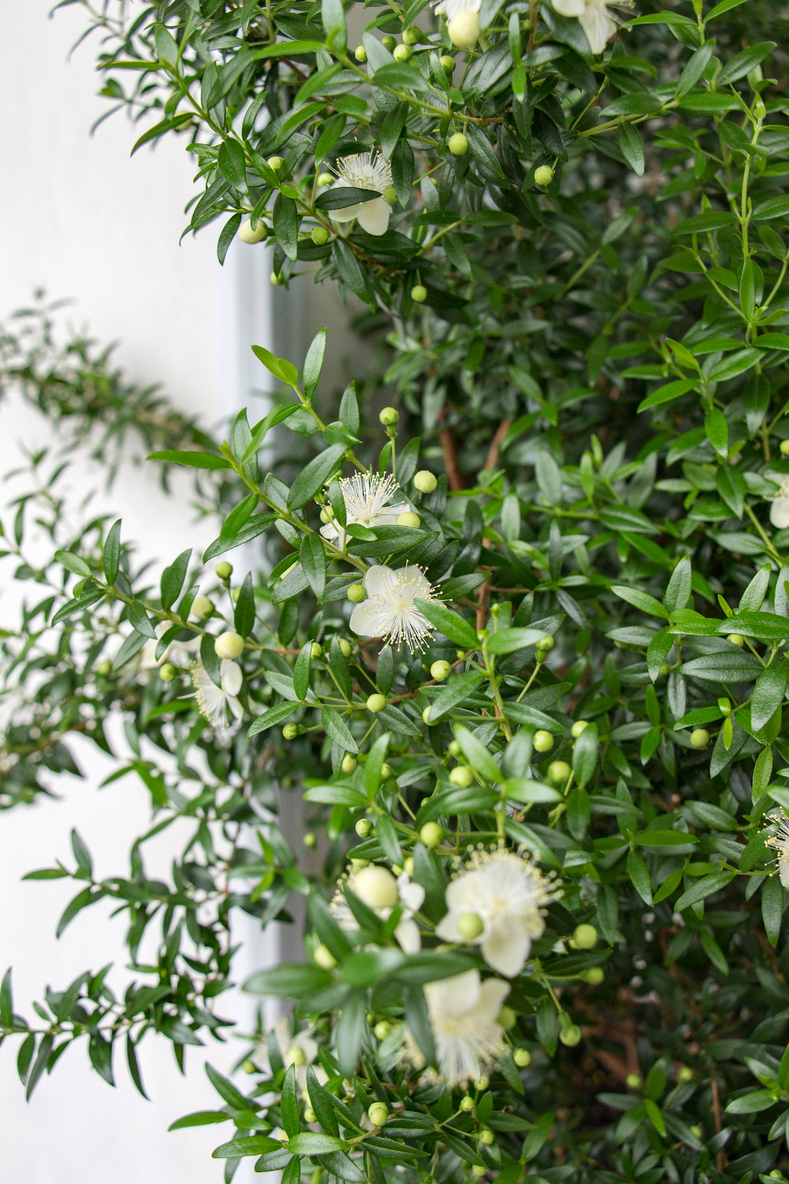 20 Dwarf Myrtle Hedge Bush Seeds Myrtus Communis Fragrant - Etsy