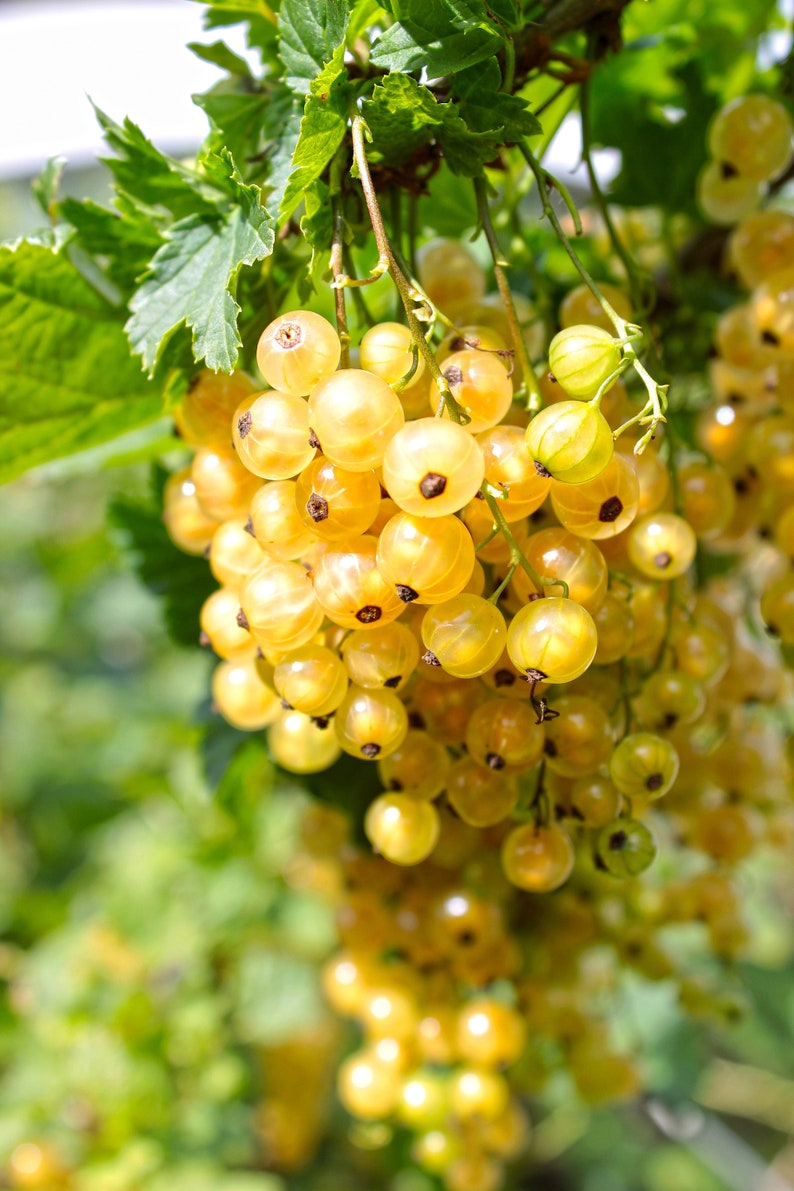 20 Golden Currant Berry Seeds ribes Aureum Edible Fruit Bush - Etsy New ...