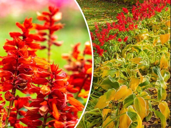 600 Red Lobelia Seeds Tall Bulk Cardinal Wildflower A - Etsy