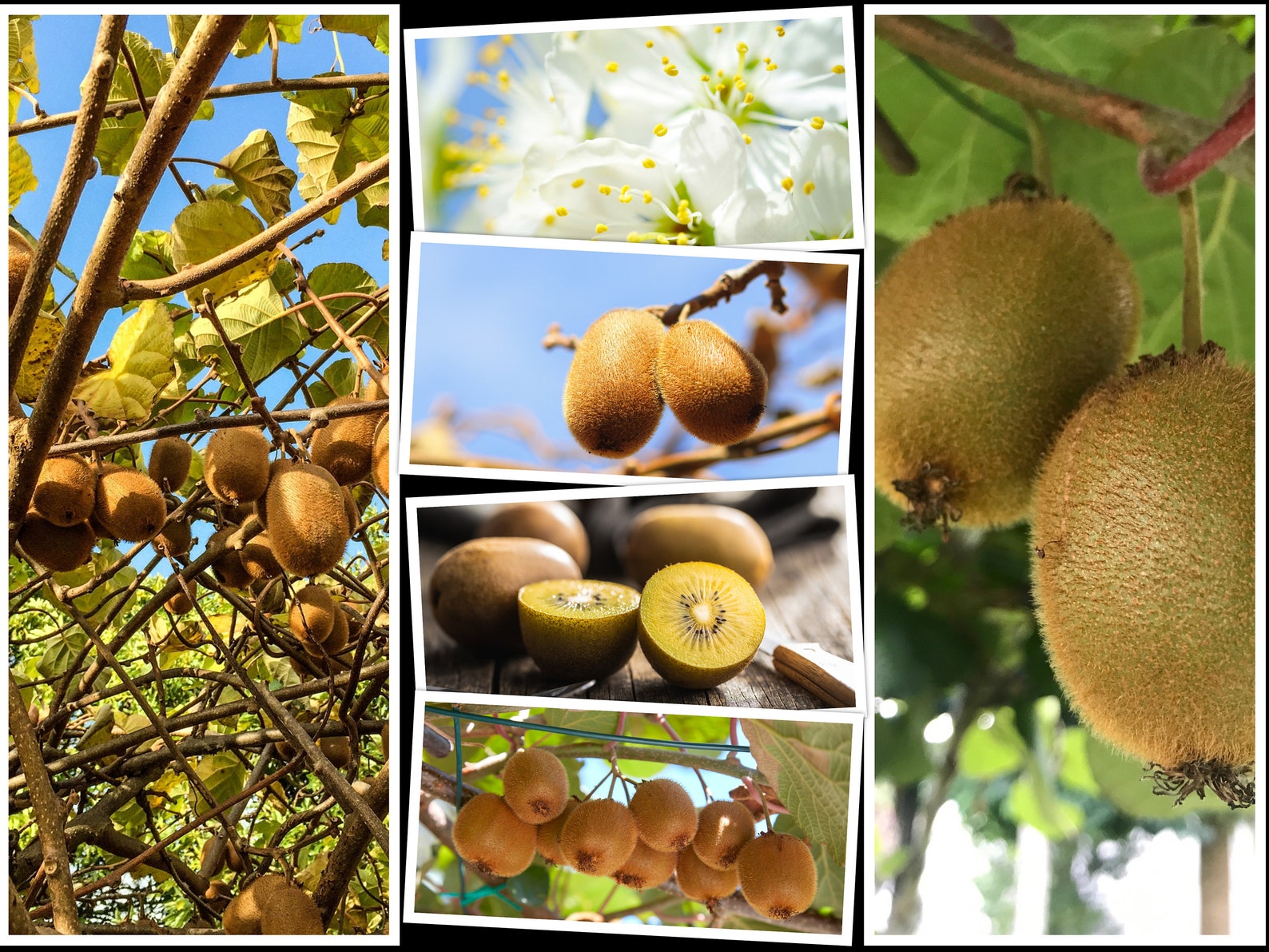20 Golden Kiwi Fruit Seeds: Edible Kiwifruit Bush Fruit Vine | Etsy