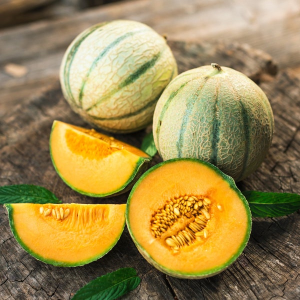 Minnesota Midget Melon Seeds - Etsy
