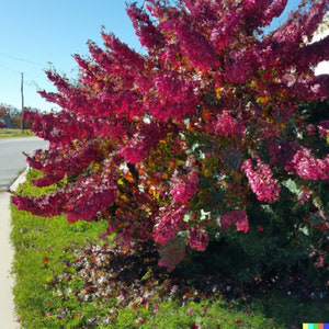 40 Giant Redbud Tree Seeds Giant, Showy Flowering Shrub cercis Gigantea ...