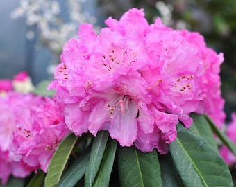 Rhododendron - Etsy