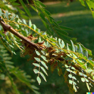 10 Honeylocust Tree Seeds gleditsia Caspian Fast Growing, Rock Garden ...