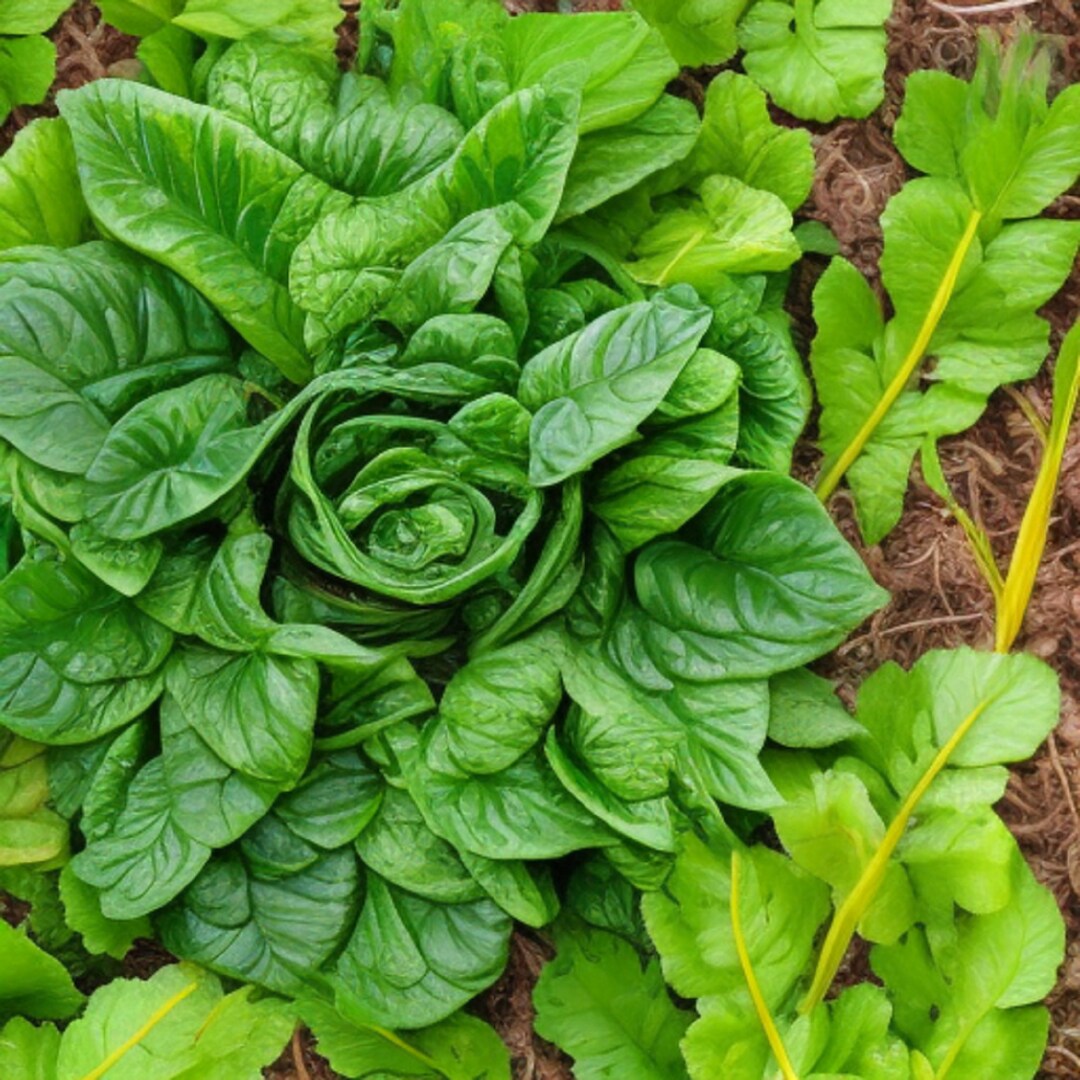 3,000 Tatsoi Mustard Pak Choi bulk Vegetable Seeds, Microgreens or ...
