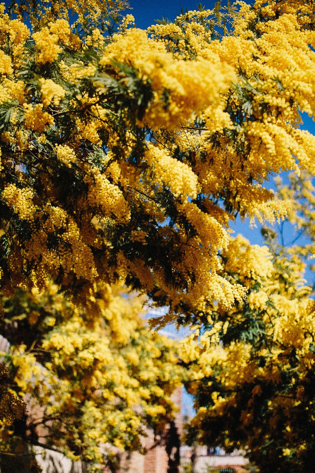 Yellow Mimosa Tree