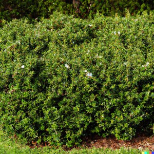 20 Dwarf Myrtle Hedge Bush Seeds Myrtus Communis, Fragrant, White ...