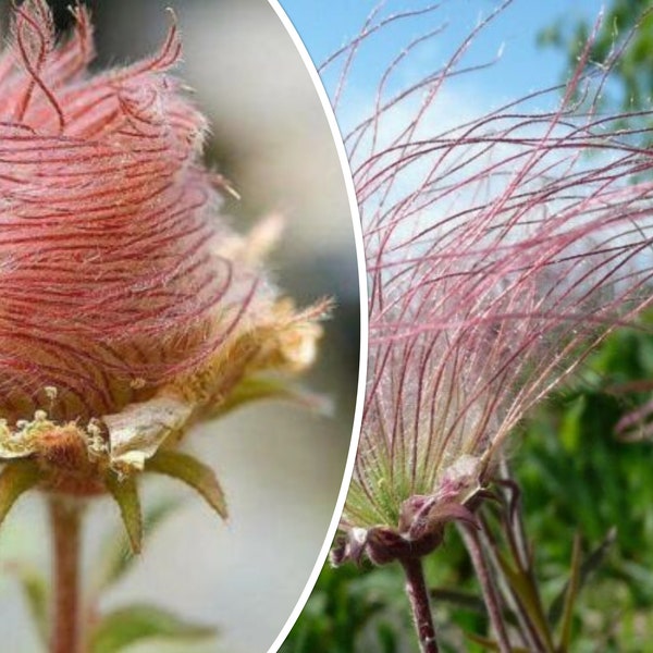 Prairie Smoke - Etsy