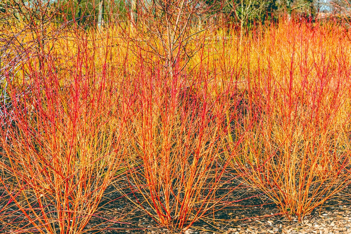 40 Midwinter Flame Bush Hedge Seeds Winter Fire Bloodtwig - Etsy UK