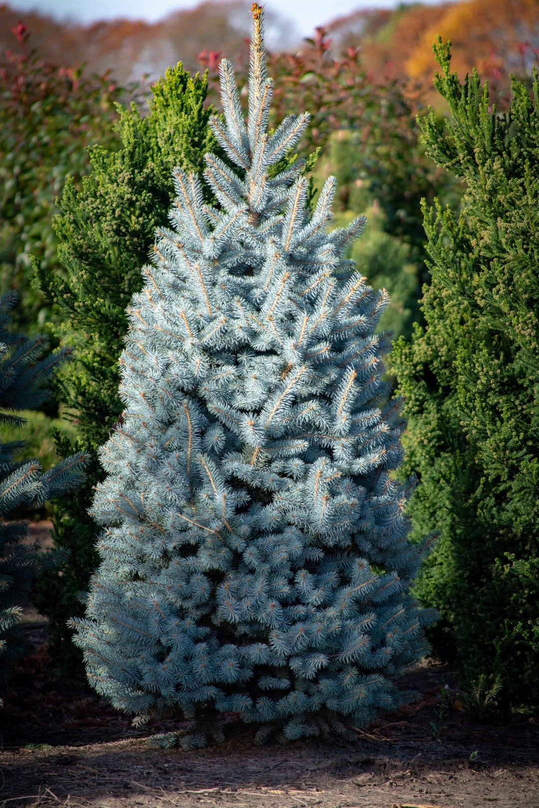 50 Blue Spruce Seeds, Colorado Christmas Trees picea Pungens Glauca ...