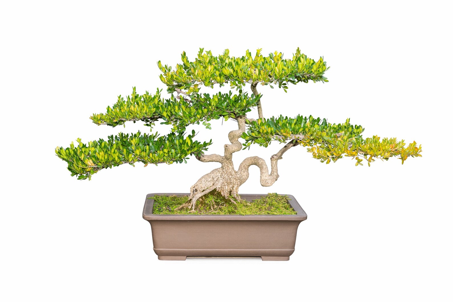 50 Chinese Boxwood Bush Seeds buxus Microphylla Var Sinica - Etsy