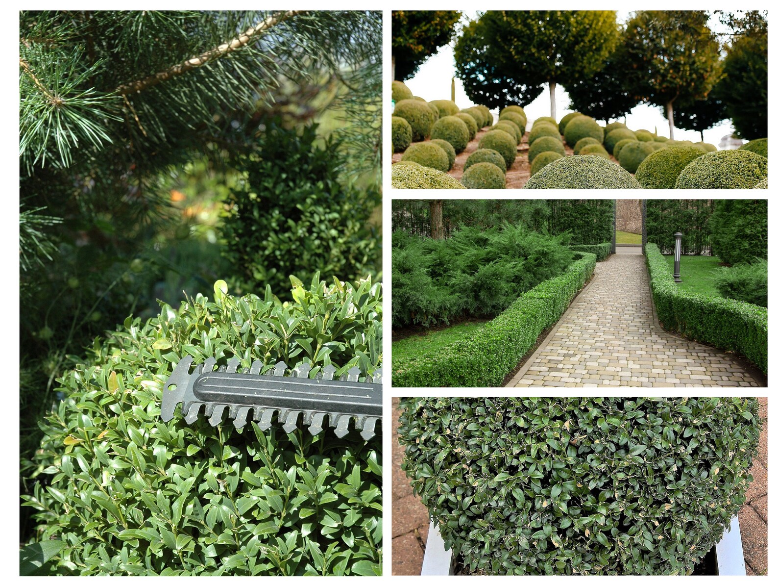 50 Chinese Boxwood Bush Seeds buxus Microphylla Var Sinica - Etsy