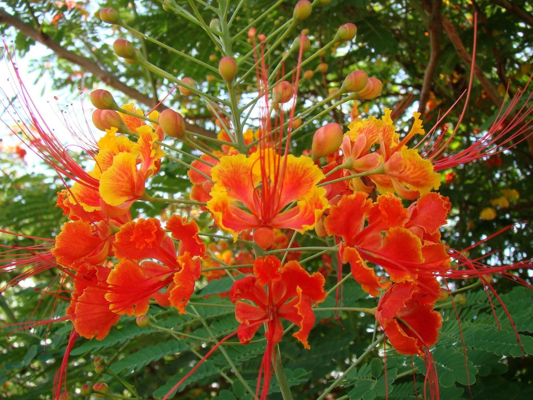 10 Dwarf Poinciana, Mexican Bird Of Paradise Seeds Caesalpinia ...