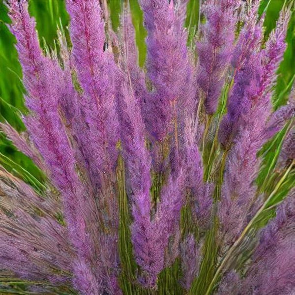 Purple Love Grass - Etsy