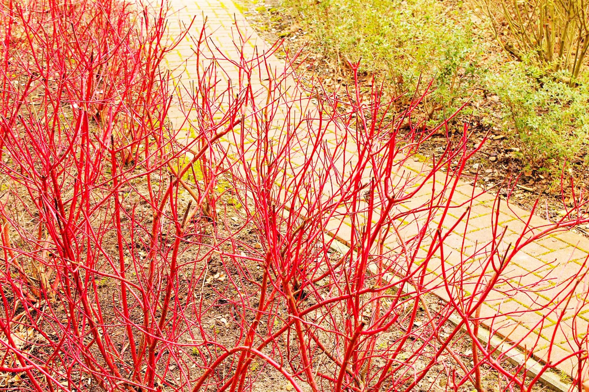 40 Midwinter Flame Bush Hedge Seeds Winter Fire Bloodtwig - Etsy UK