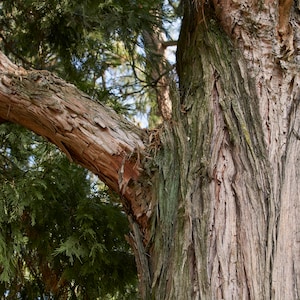 50 Cali Incense Cedar Tree Seeds libocedrus Decurrens Uses: Smudge ...