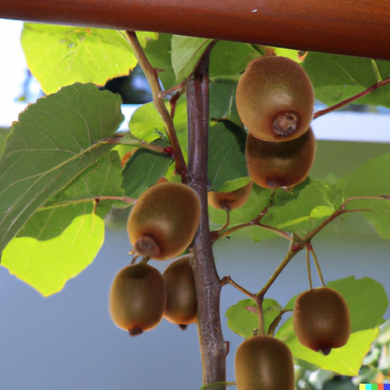 Golden Kiwi Plant