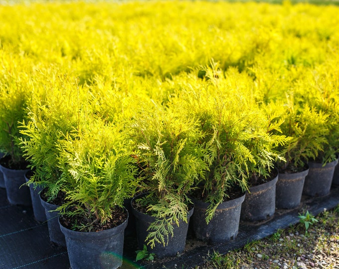 40 Golden Thuja Tree Seeds (thuja Orientalis) Arborvitae Cedar Hedge ...