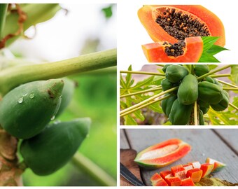 Red Lady Dwarf Papaya | Etsy