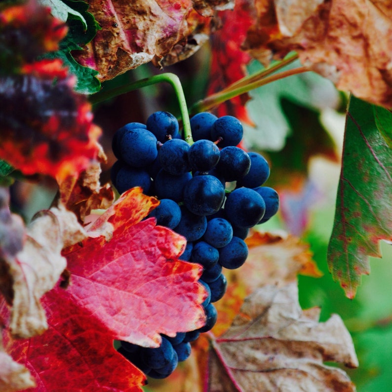 30 Grape-vine Seeds Grape Seeds for Planting Wine Grape - Etsy