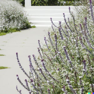 20 Munz's Sage Seeds California Landscaping salvia Munzii Rock, Border ...