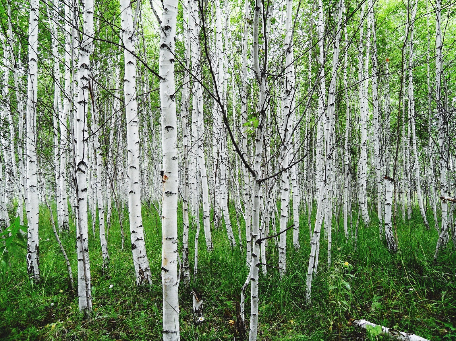 50 White Paper Birch Tree Seeds betula Papyrifera Fast - Etsy