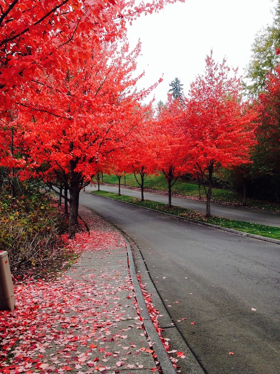 Red Maple Tree Seeds