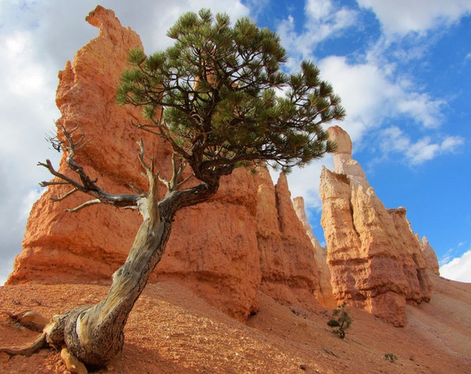 20 Bristlecone Pine Tree Seeds pinus Aristata Bonsai, Ancient, Longest ...