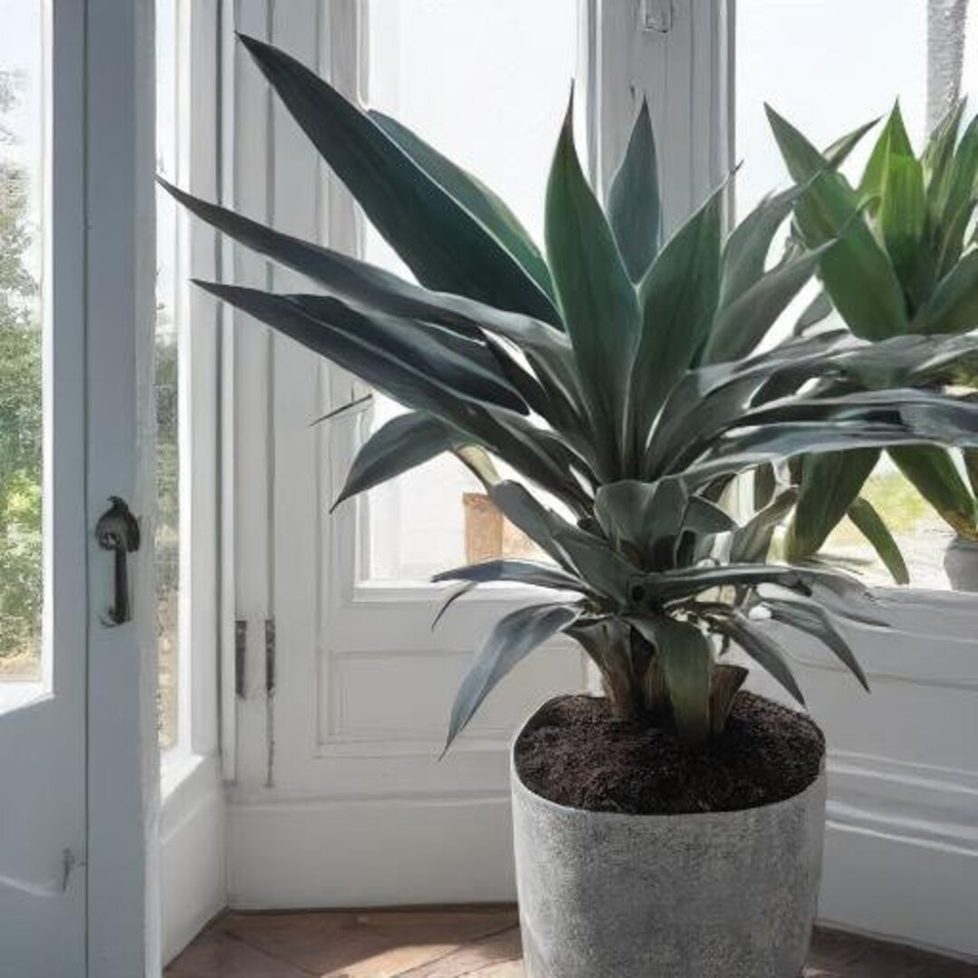 15 Blue Dracaena Seeds cordyline Indivisa 'lil' Palm, Evergreen W/ Blue ...
