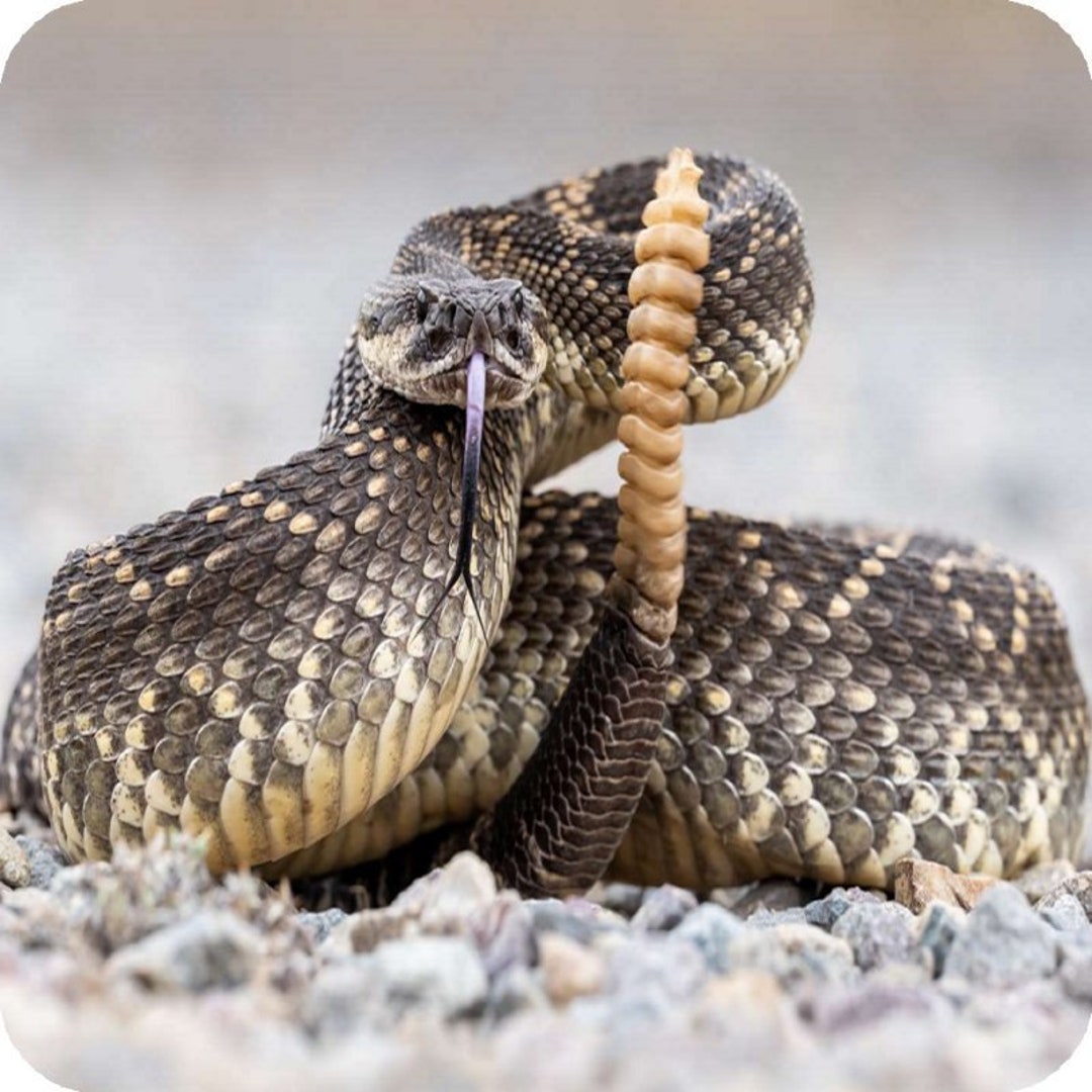 Pack of 6 Snakes Wildlife Aluminium Coasters With Cork Feet and Gift ...